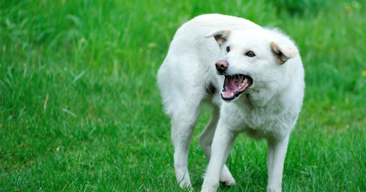 What Do I Do if I Am Bit by a Dog at Work?